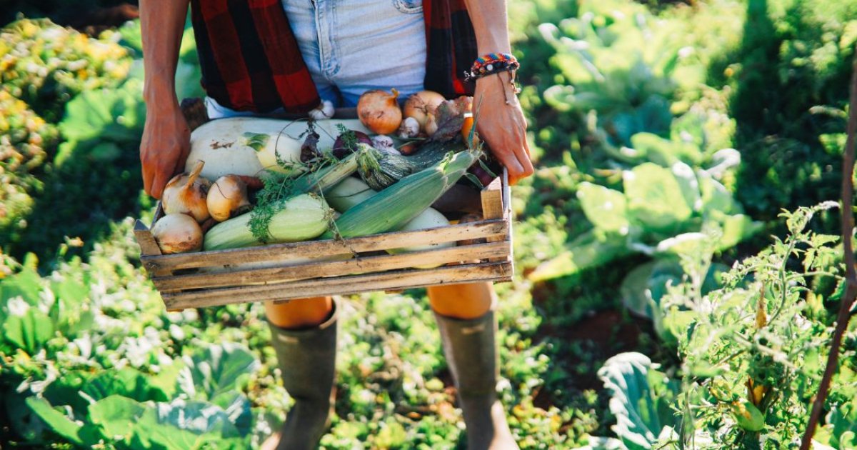 Food care: kwaliteitsvolle voeding voor iedereen | Velt